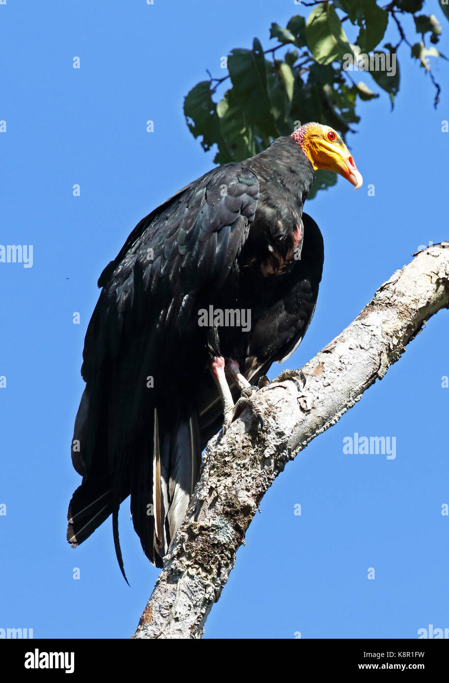 Greater Yellow-headed Vulture (Cathartes melambrotus) adult perched in ...