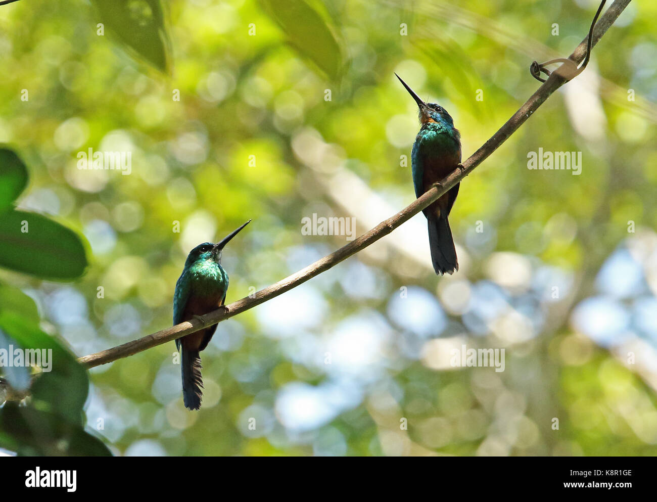 Galbula sp hi-res stock photography and images - Alamy