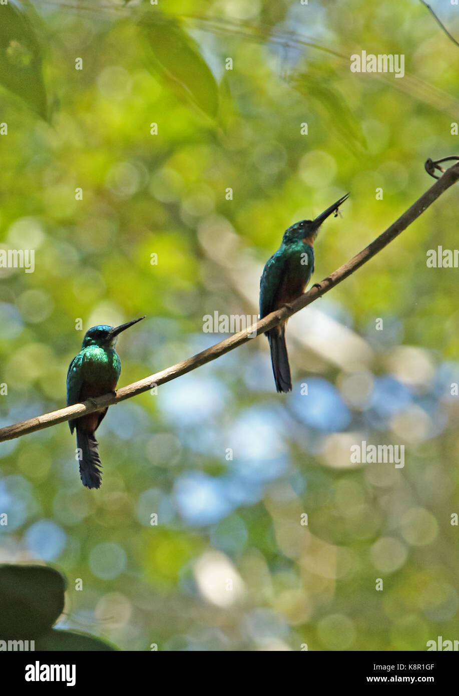 Galbula sp hi-res stock photography and images - Alamy