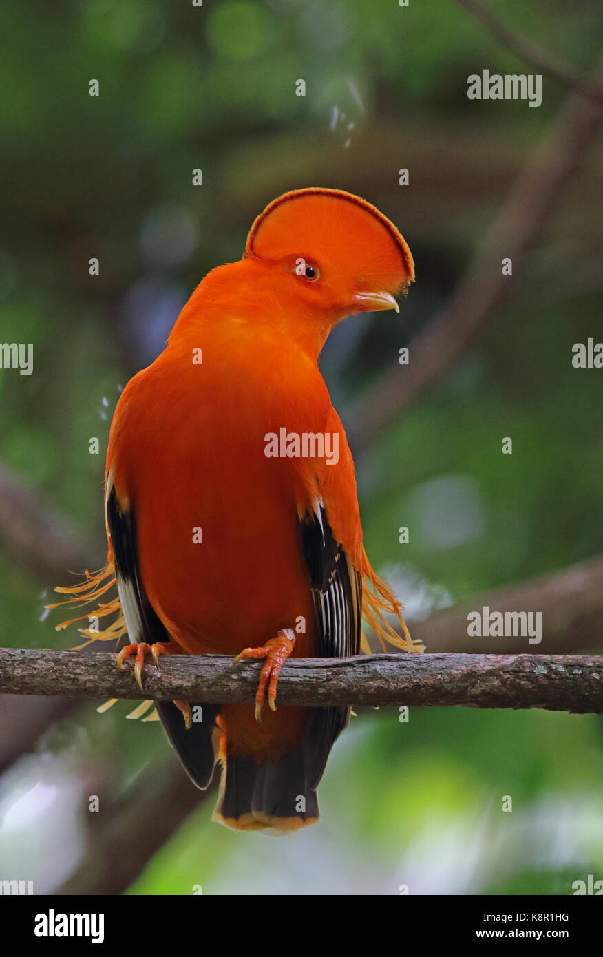 Guianan Cock-of-the-rock (Rupicola rupicola) adult male perched on ...