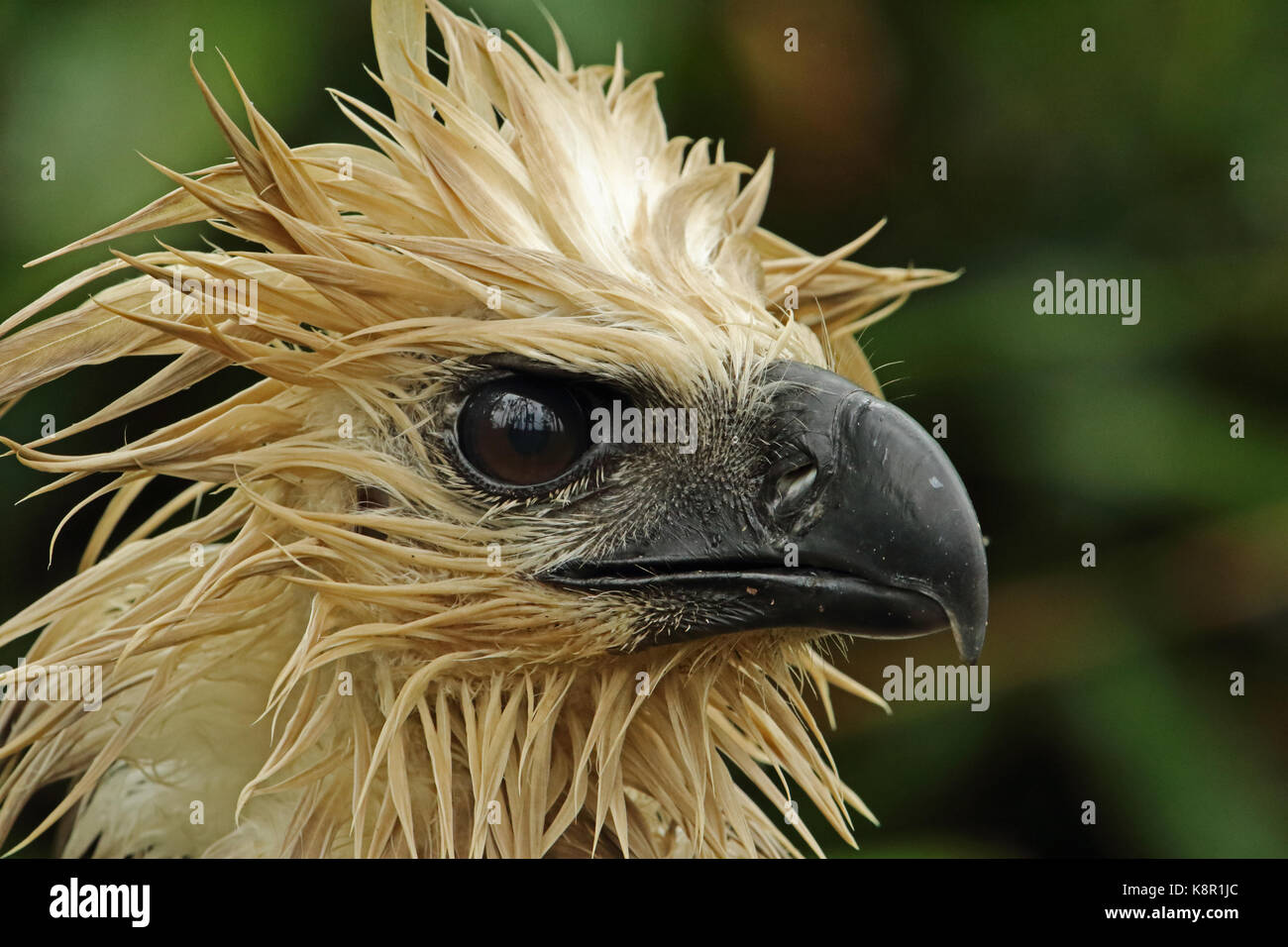 Harpy Eagle Head Harpy Eagle Nature My View