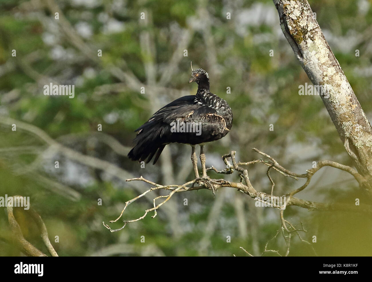 Horned Screamer (Anhima cornuta) adult perched on dead branch San Jose ...