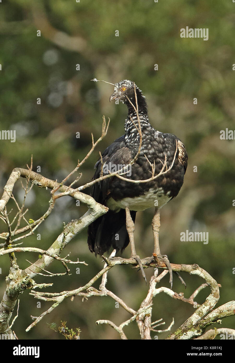 Horned Screamer (Anhima cornuta) adult perched on dead branch San Jose ...