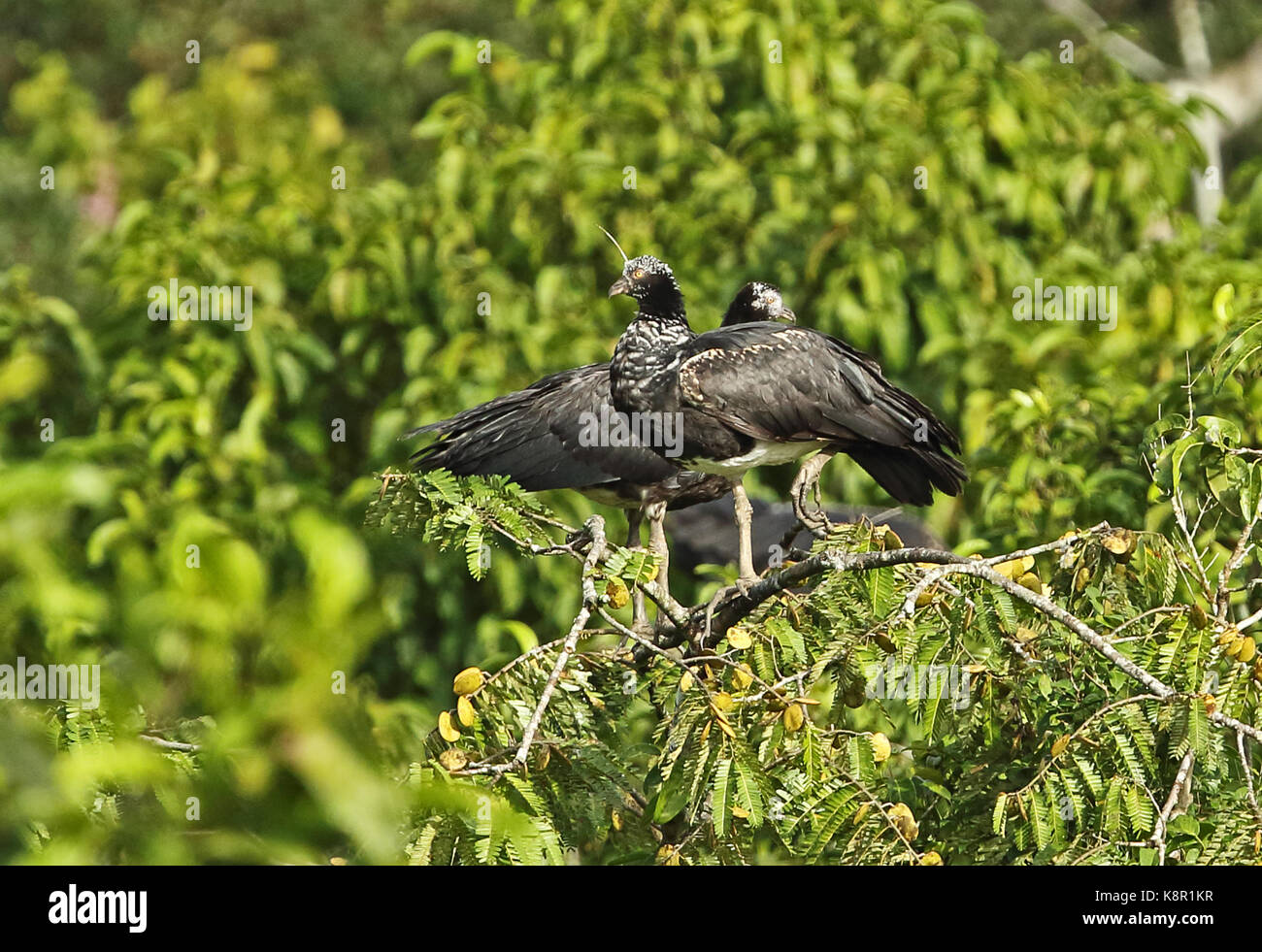 Horned Screamer (Anhima cornuta) adult and immature perched on tree top ...