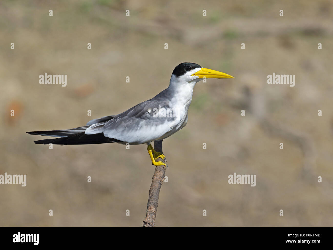 Large-billed Tern (Phaetusa simplex simplex) adult perched on branch in ...