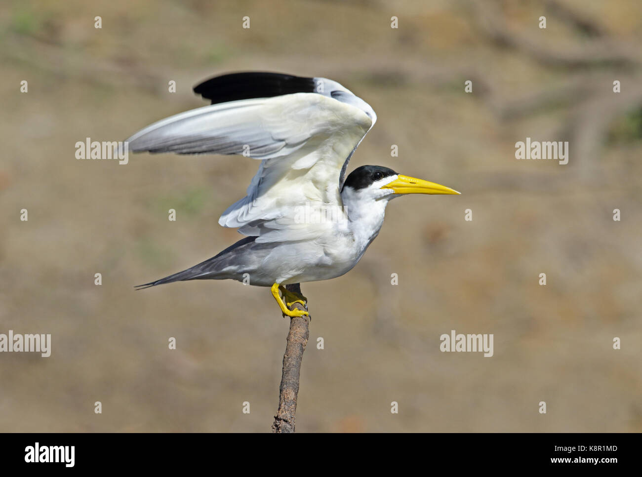 Large-billed Tern (Phaetusa simplex simplex) adult taking off from ...