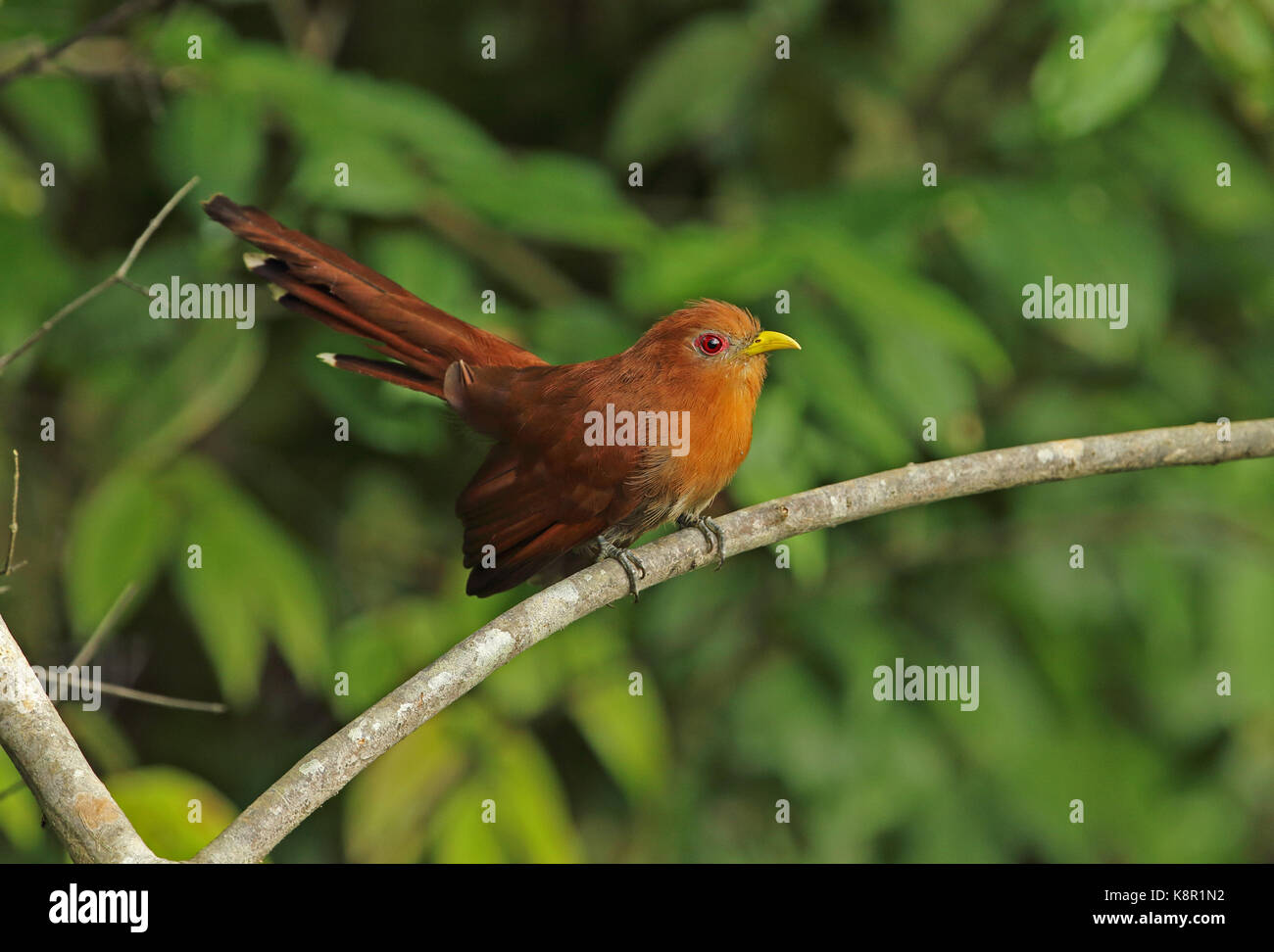 Little Cuckoo (Coccycua minuta minuta) adult perched on branch with ...