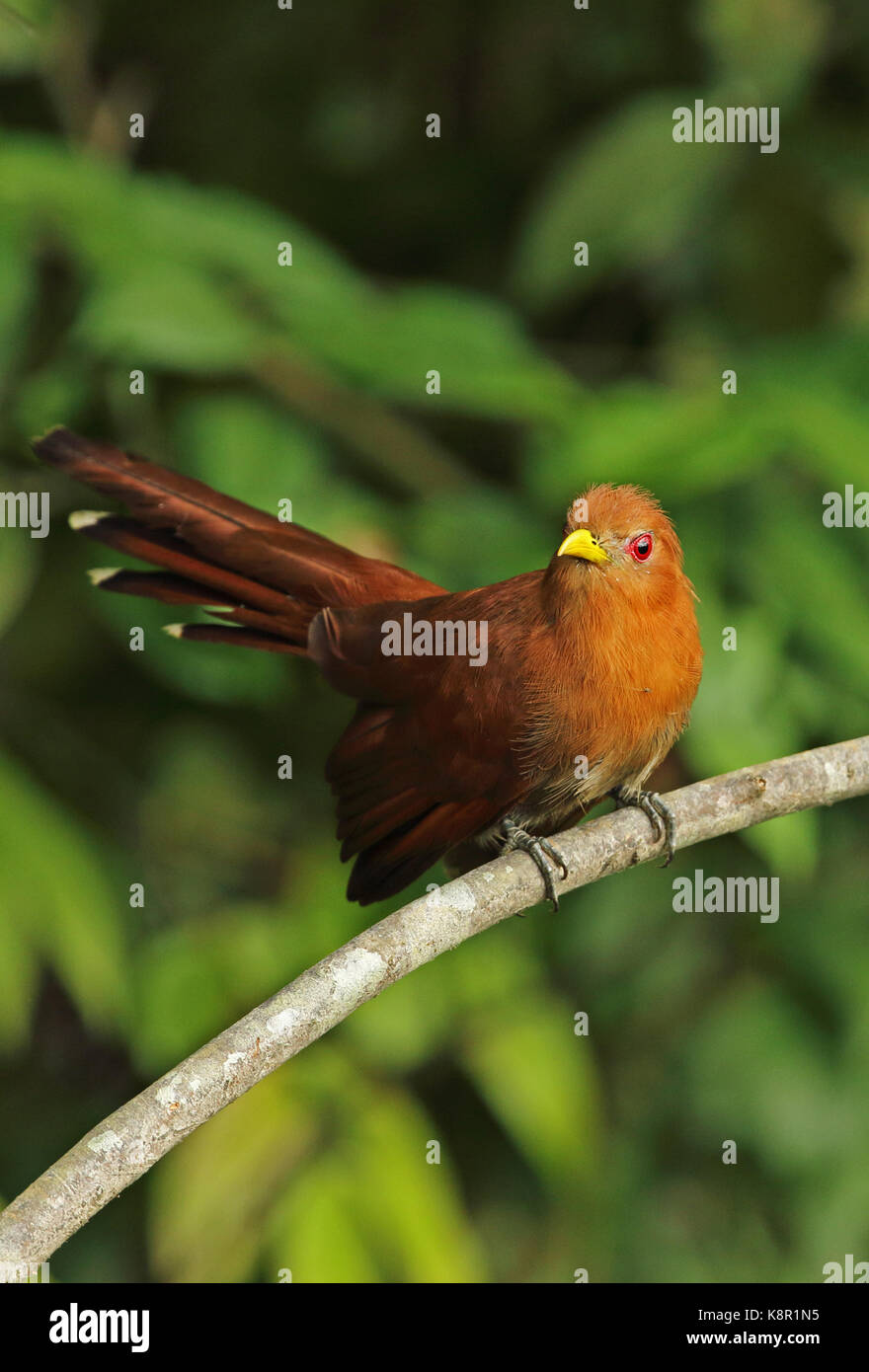 Little Cuckoo (Coccycua minuta minuta) adult perched on branch with ...