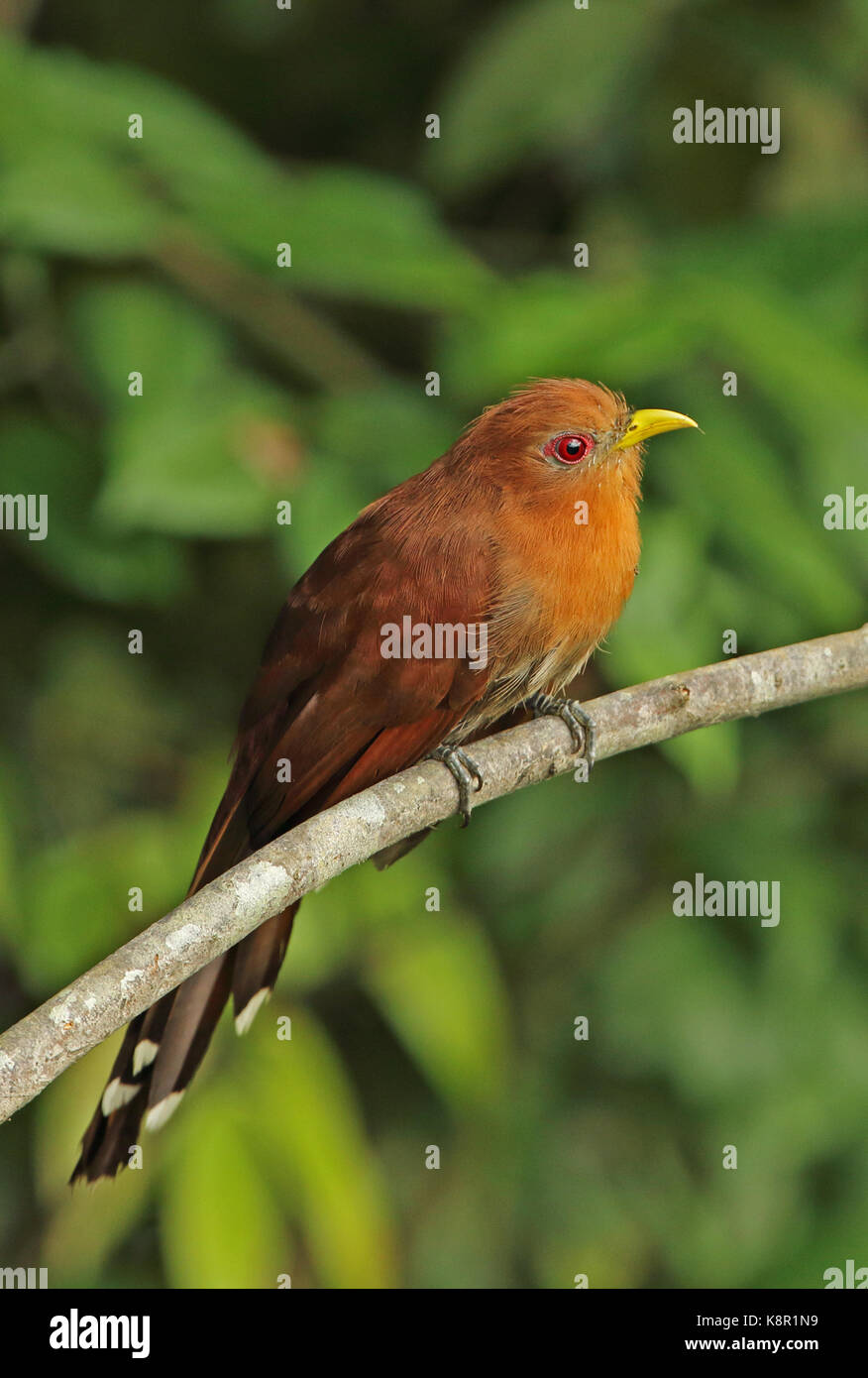 Little Cuckoo (Coccycua minuta minuta) adult perched on branch San Jose ...