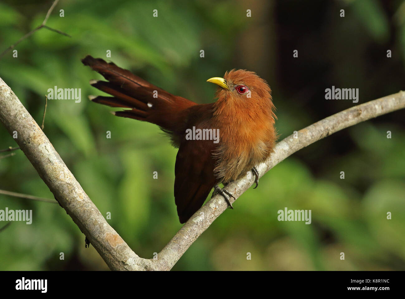 Little Cuckoo Coccycua Minuta High Resolution Stock Photography and ...