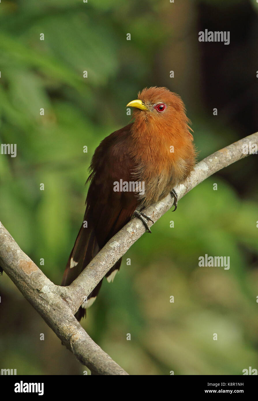Little Cuckoo (Coccycua minuta minuta) adult perched on branch San Jose ...