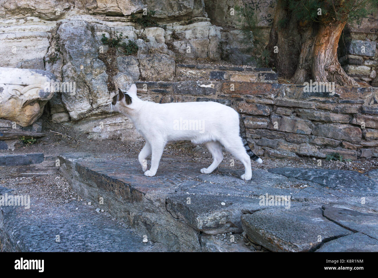 white cat at crete Stock Photo - Alamy