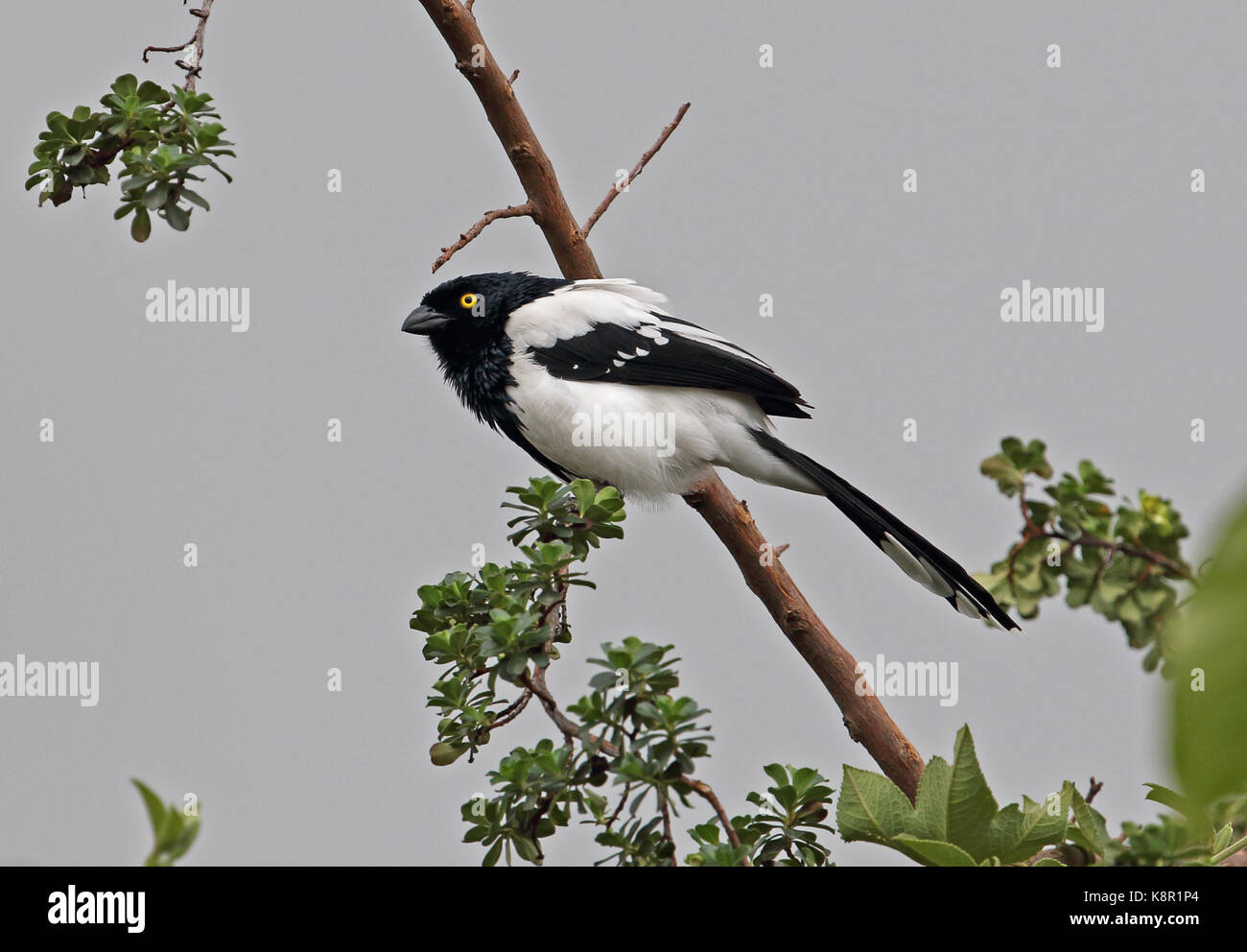 Magpie Tanager (Cissopis leverianus leverianus) adult perched on twig ...