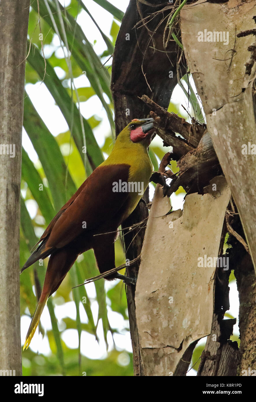 Olive oropendolas hi-res stock photography and images - Alamy