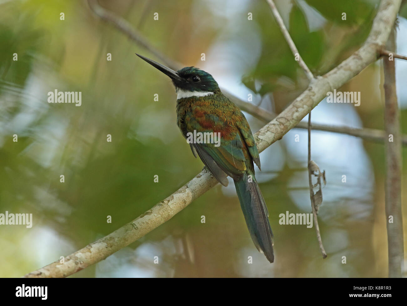 Paradise Jacamar (Galbula dea dea) adult perched on branch Inirida ...