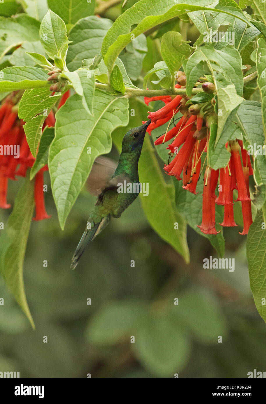 Sparkling Violet-ear (Colibri coruscans coruscans) adult hovering, feeding at flower Bogota ...