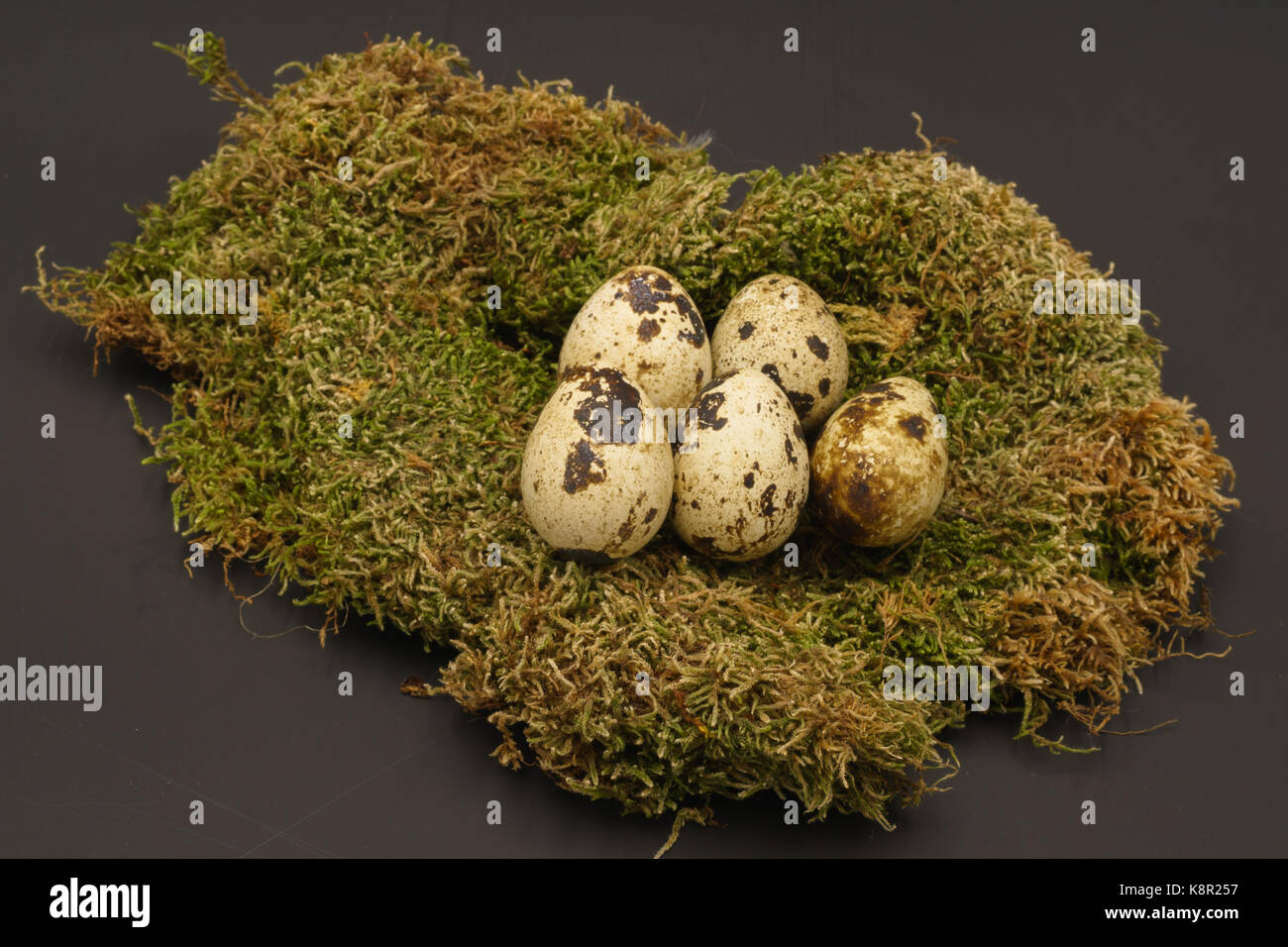 a nest with quail eggs inside Stock Photo - Alamy