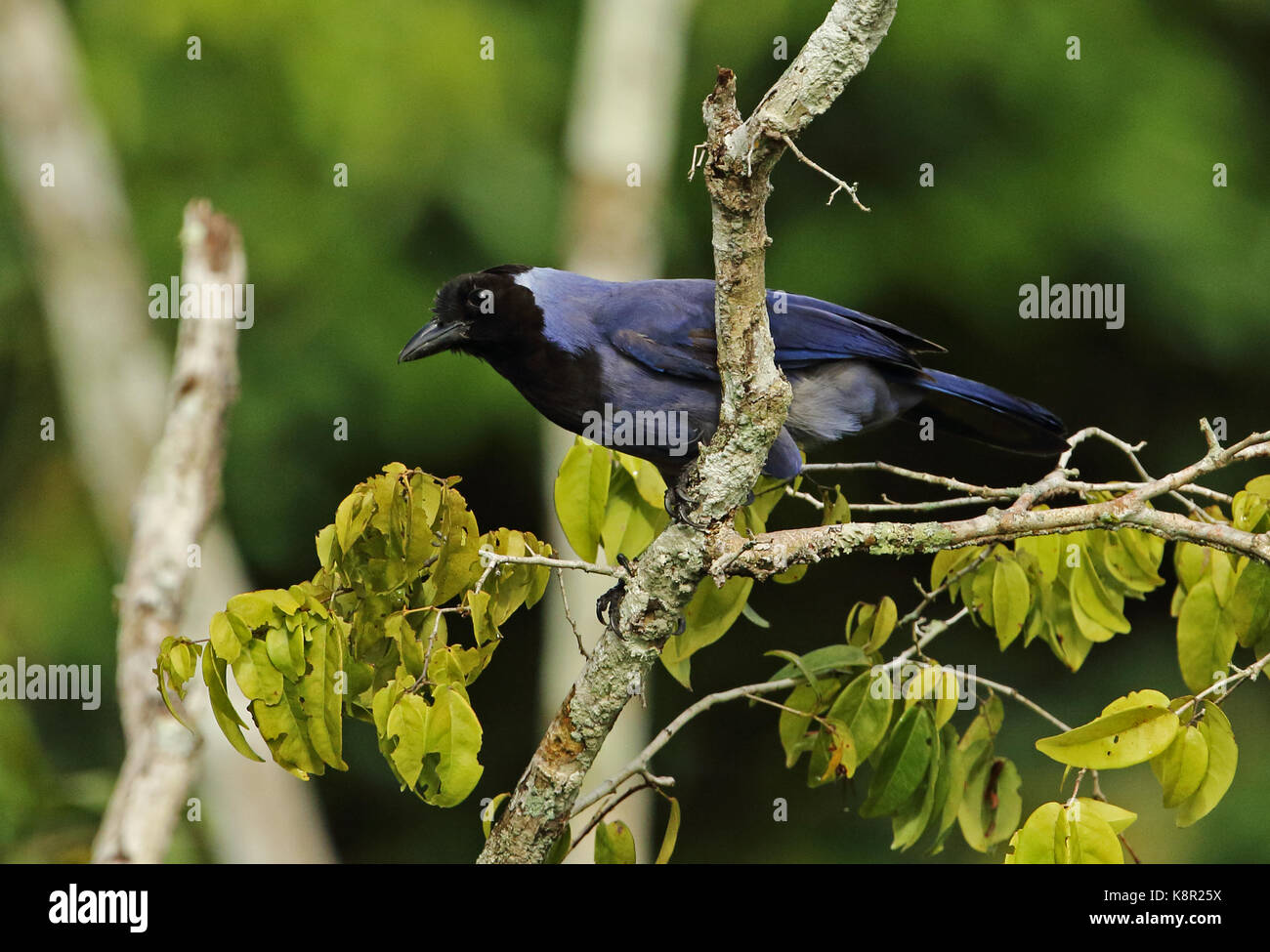 South american jays corvidae of south america hi-res stock photography ...