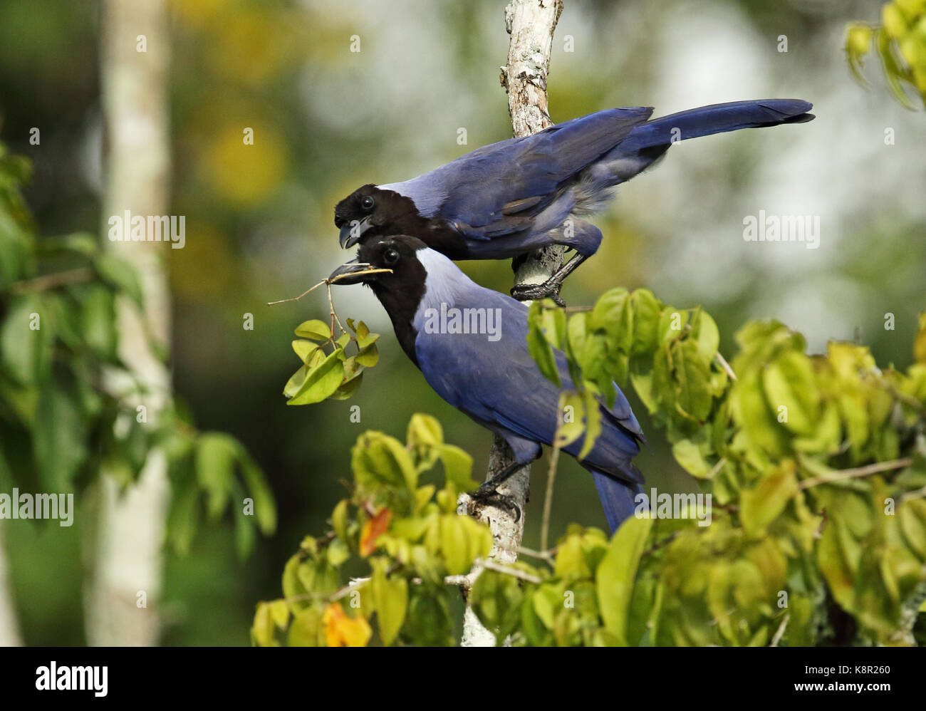 Jay bird pair hi-res stock photography and images - Alamy