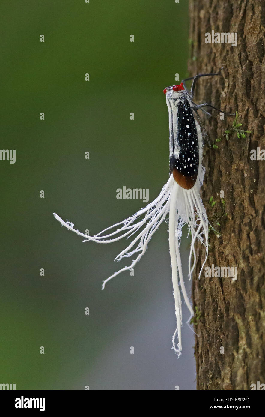 Wax-tailed Planthopper (Pterodictya reticularis) adult resting on tree ...