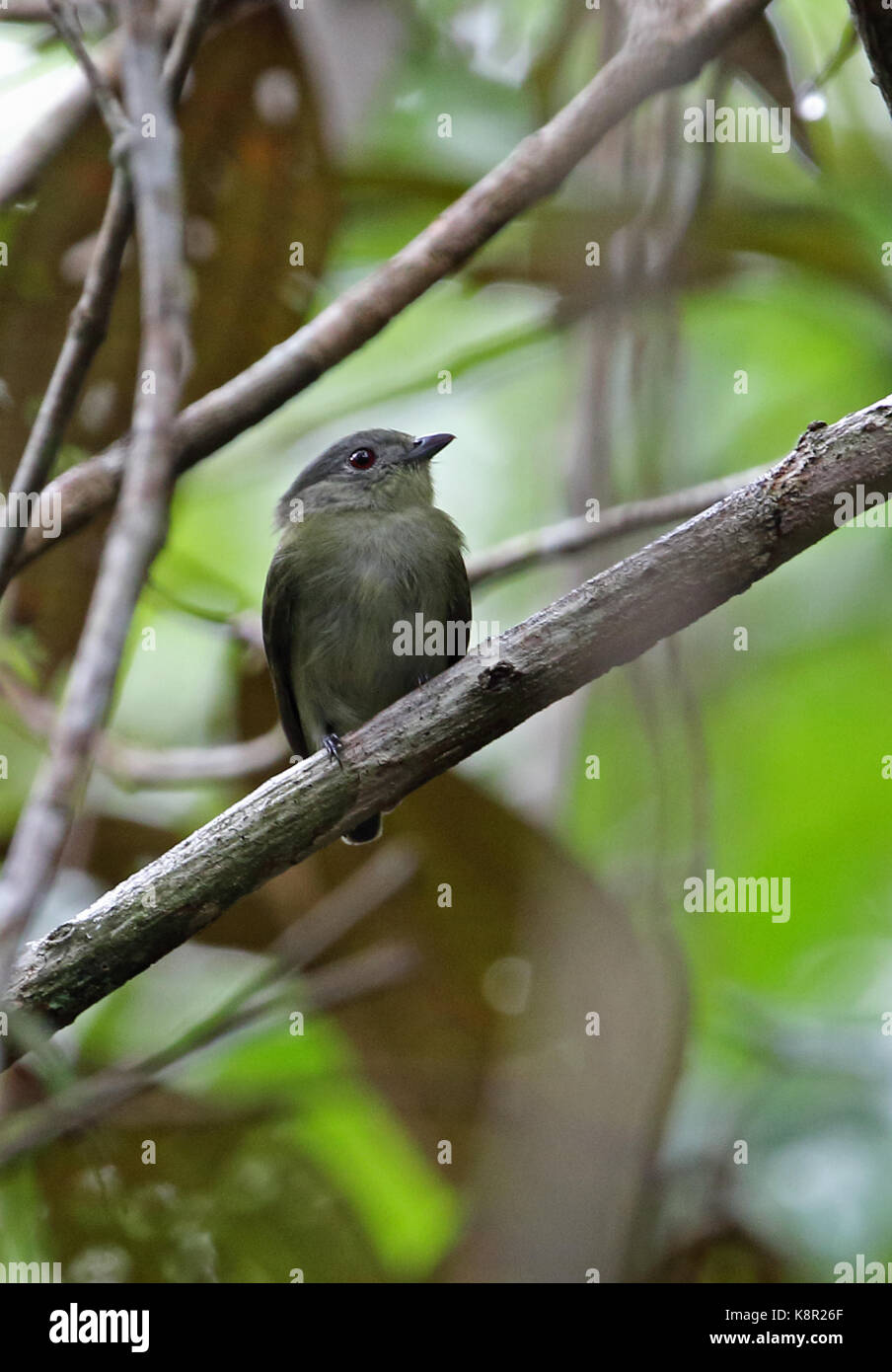 White Crowned Manakin High Resolution Stock Photography and Images - Alamy
