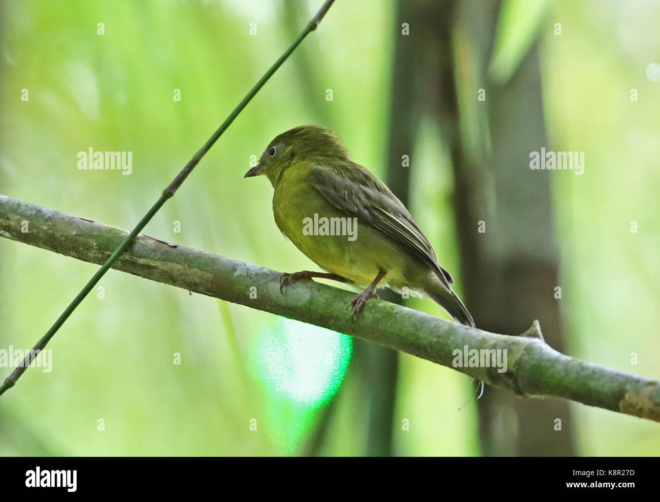 Pipridae hi-res stock photography and images - Alamy