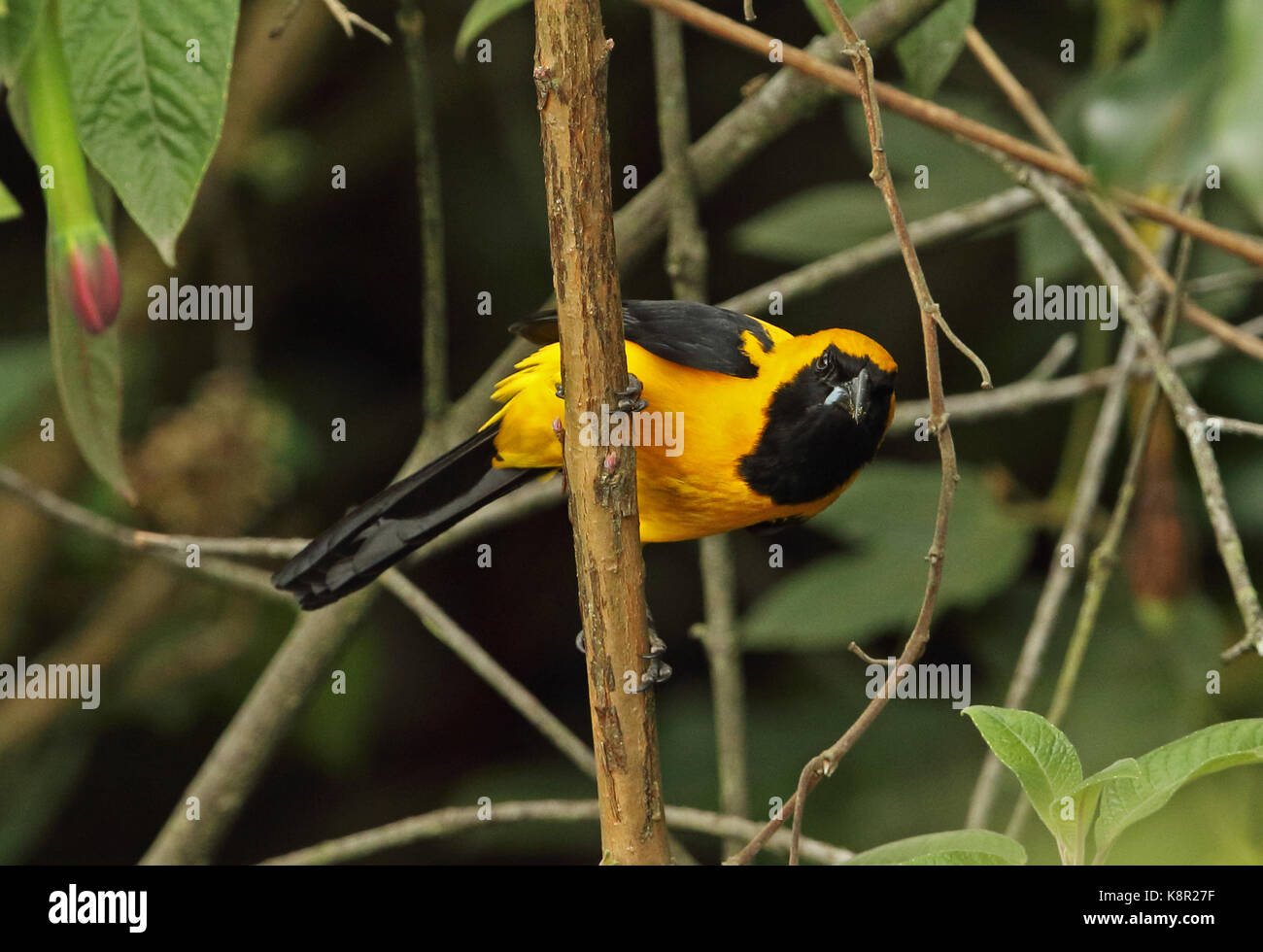 Yellow-backed Oriole (Icterus chrysater giraudii) adult male clinging ...