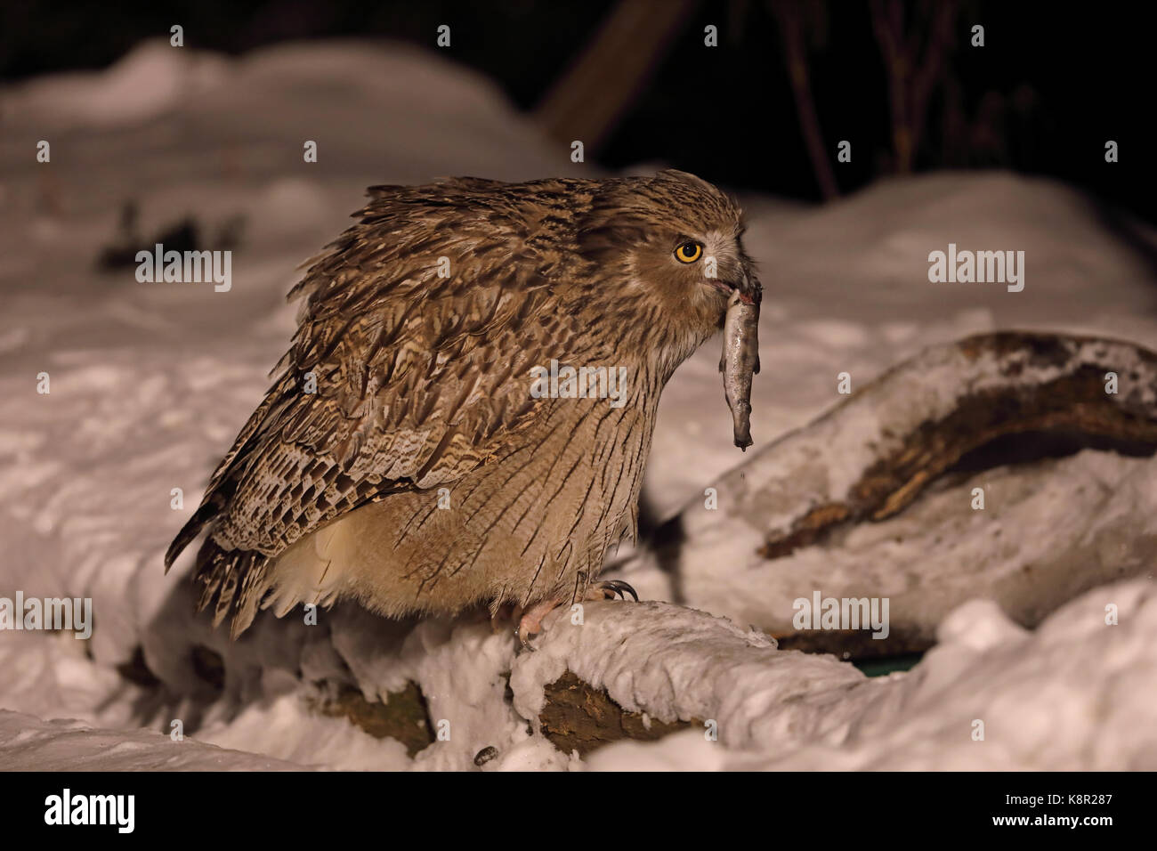 Blakistons fish owl bubo blakistoni hi-res stock photography and images ...
