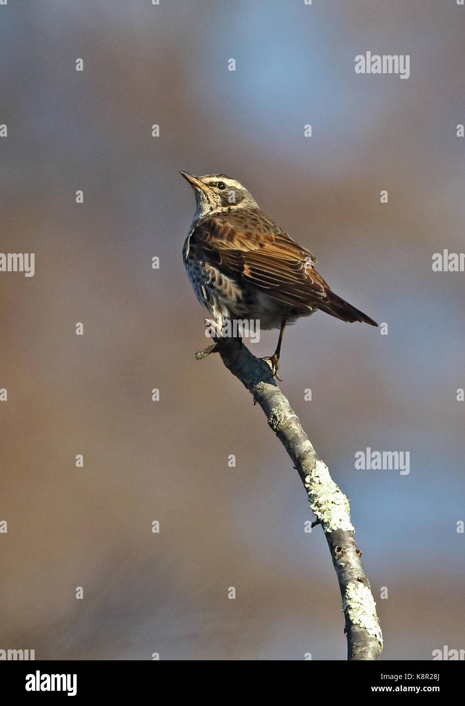 Dusky thrushes hi-res stock photography and images - Alamy