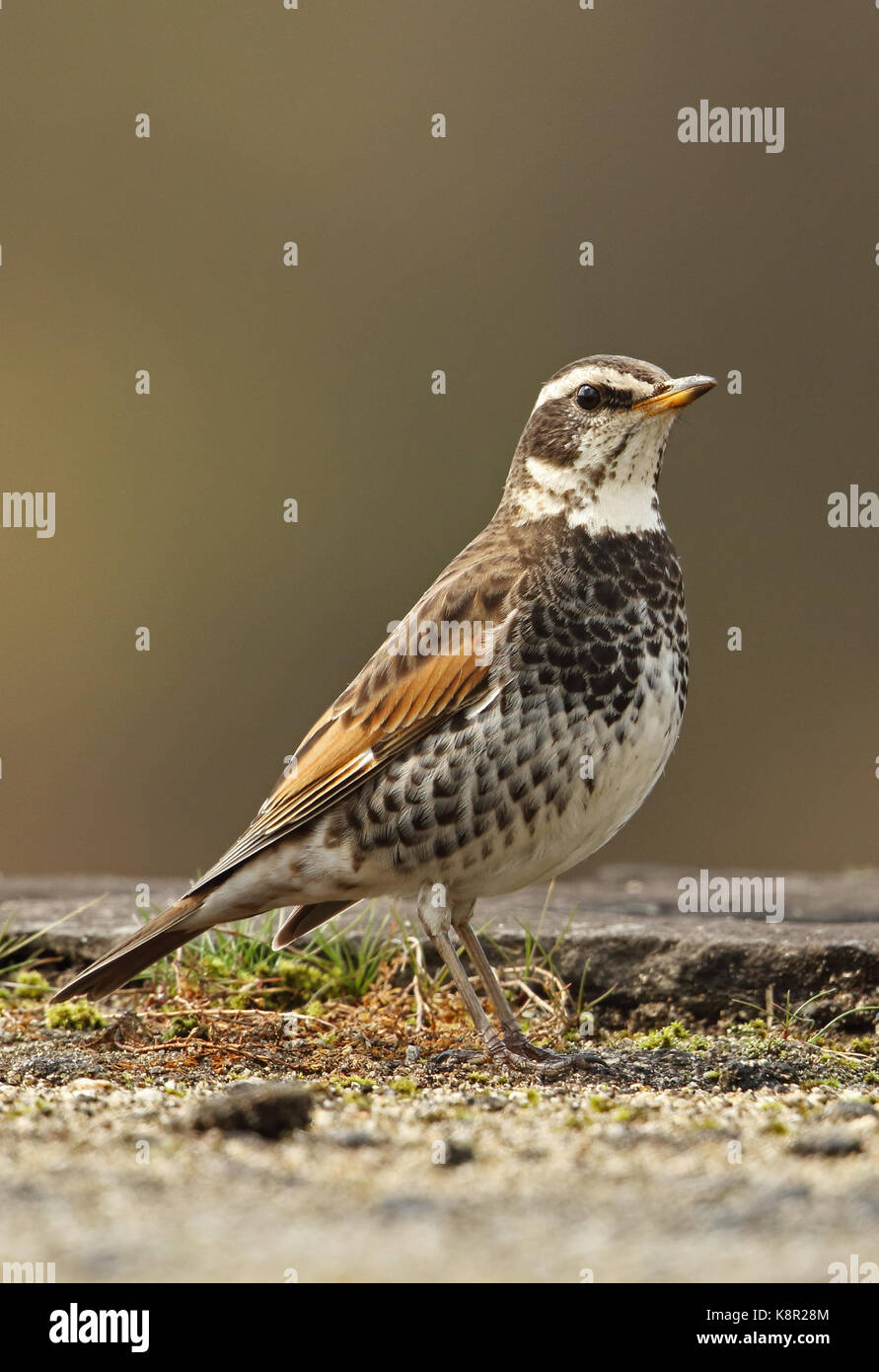 Dusky Thrush (Turdus eunomus) male standing on ground Kyushu, Japan ...