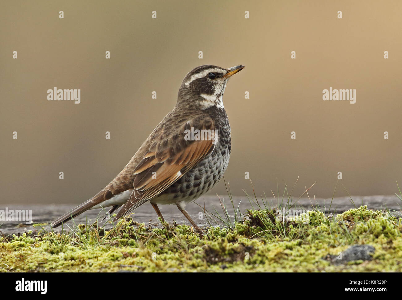 Dusky Thrush (Turdus eunomus) male standing on ground Kyushu, Japan ...