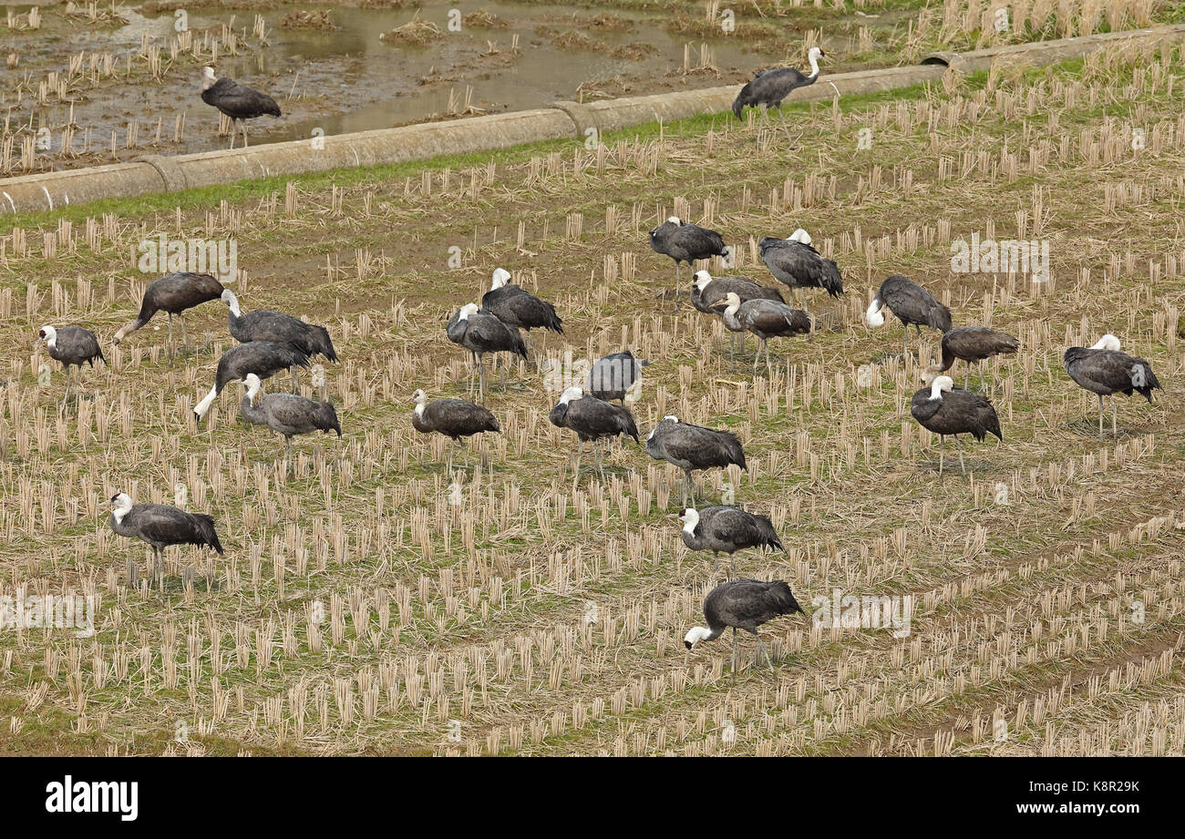 Hooded Crane (Grus monacha) flock on stubble field Arasaki Crane ...