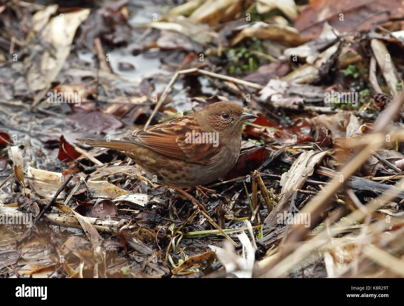 Japaqese Accentor (Prunella rubida) adult feeding on damp ground ...