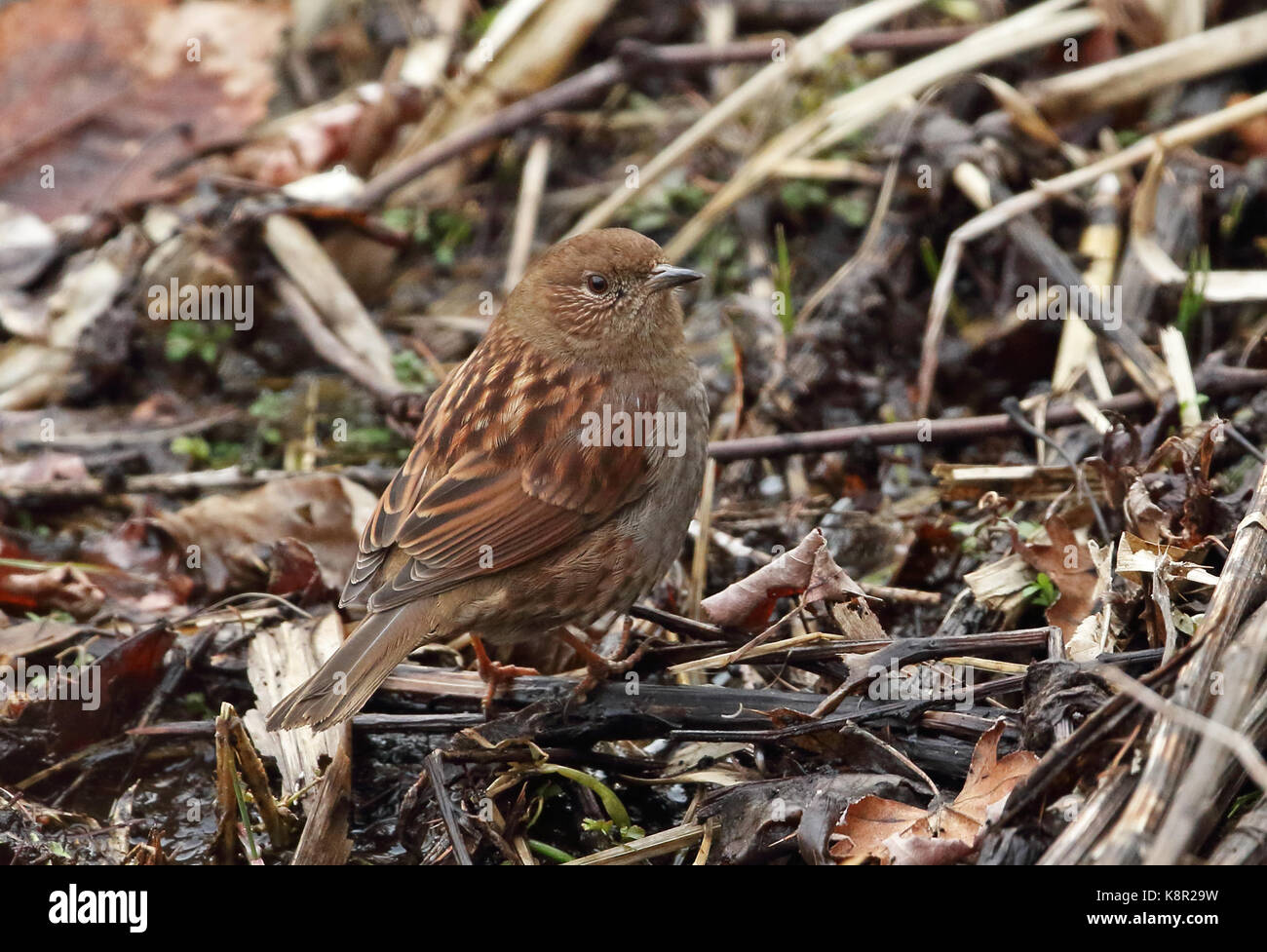 Japanese accentor hi-res stock photography and images - Alamy