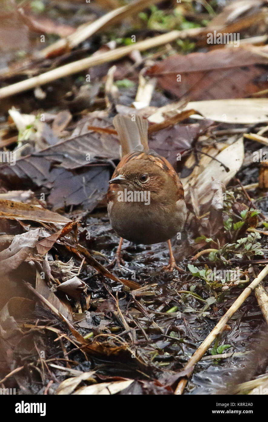 Japaqese Accentor (Prunella rubida) adult feeding on damp ground ...