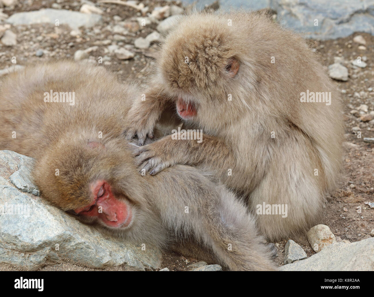 Japanese Macaque (Macaca fuscata) 'Snow Monkey' two immatures grooming ...