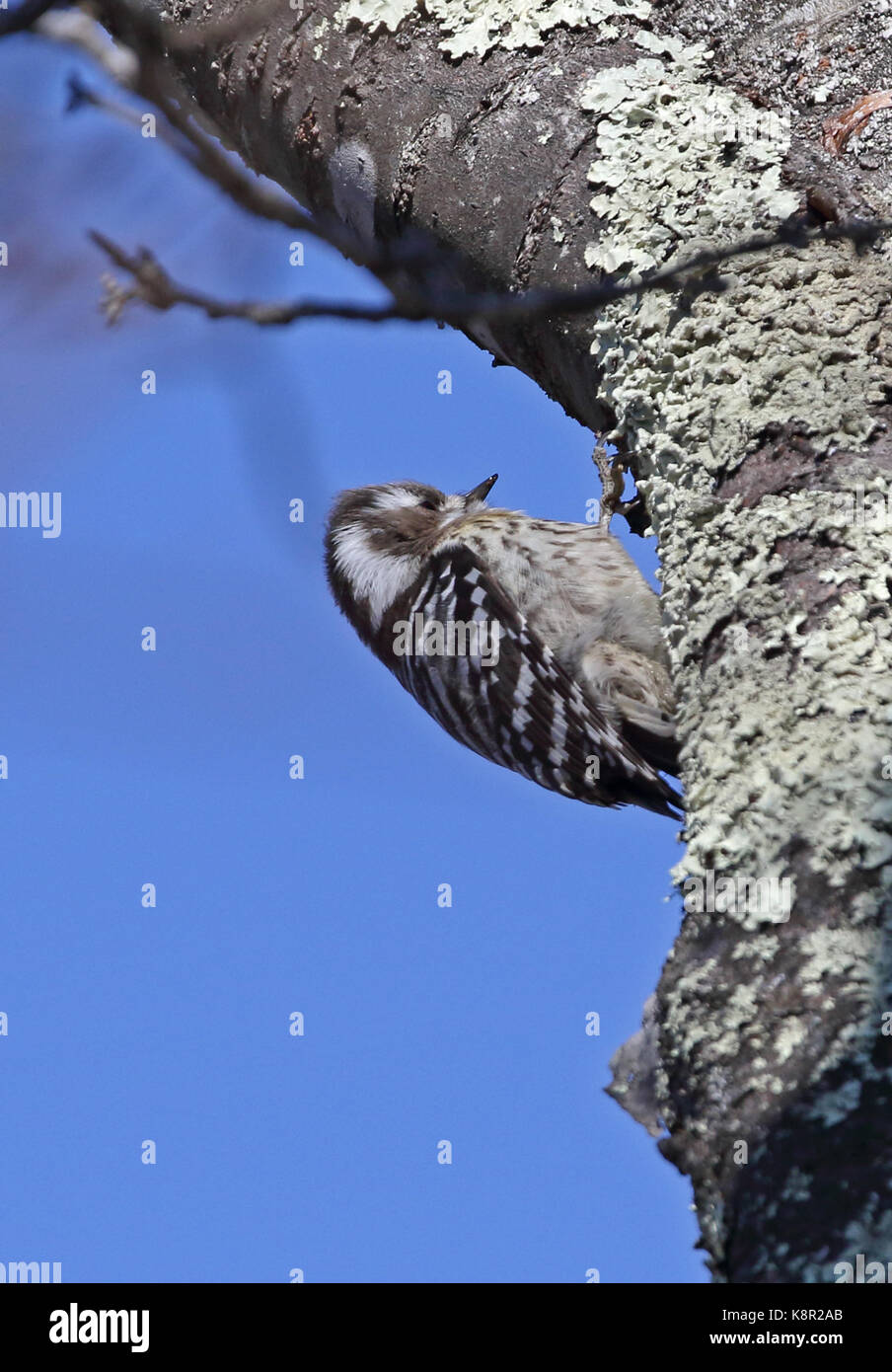 Japanese Pygmy Woodpecker (Picoides kizuki nippon) adult clinging to ...