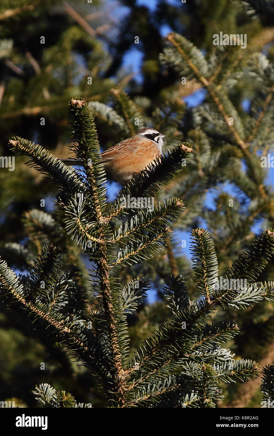 Meadow Bunting (Emberiza cioides ciopsis) adult male singing from fir ...