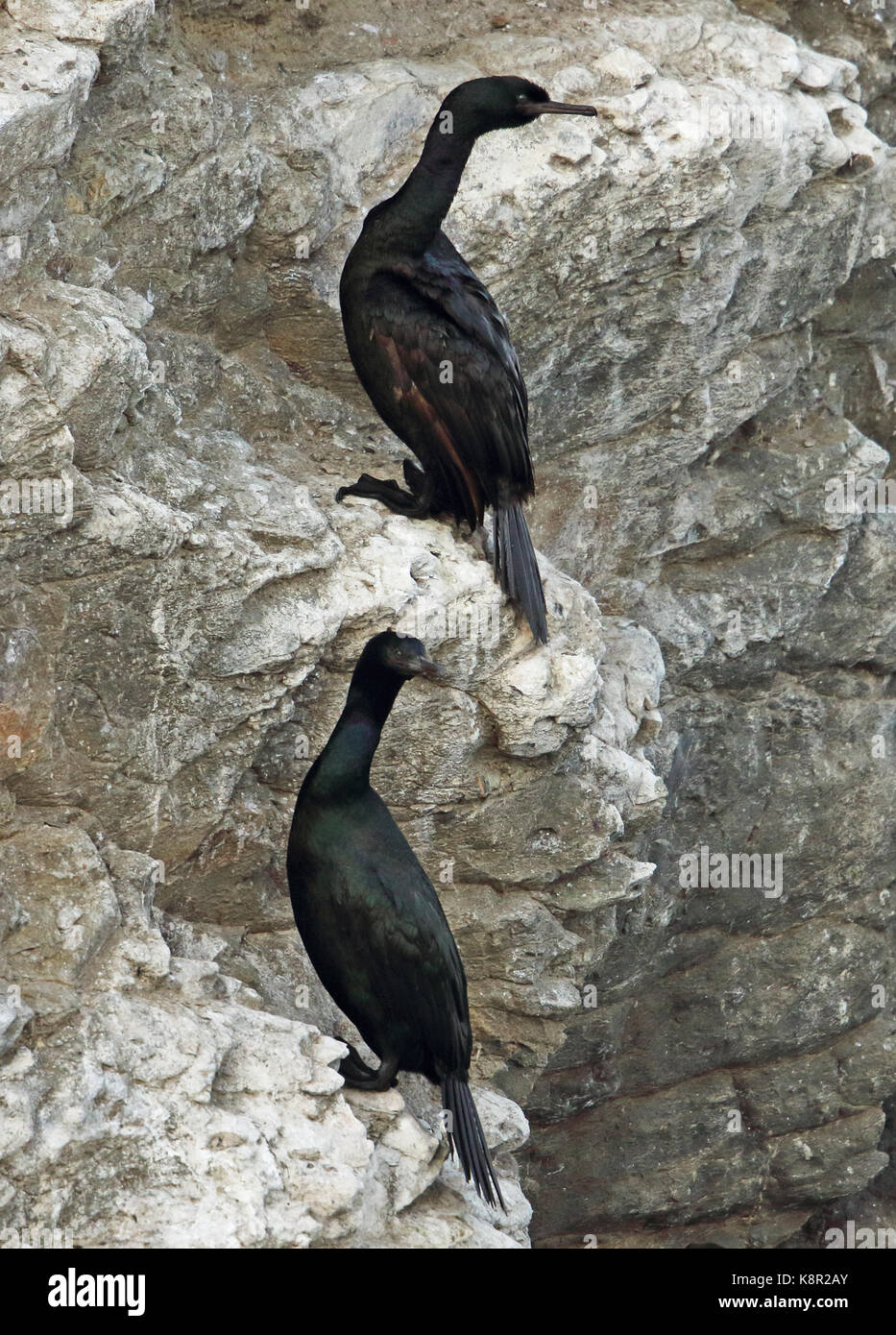 Pelagic Cormorant (Phalacrocorax pelagicus pelagicus) two adults on ...