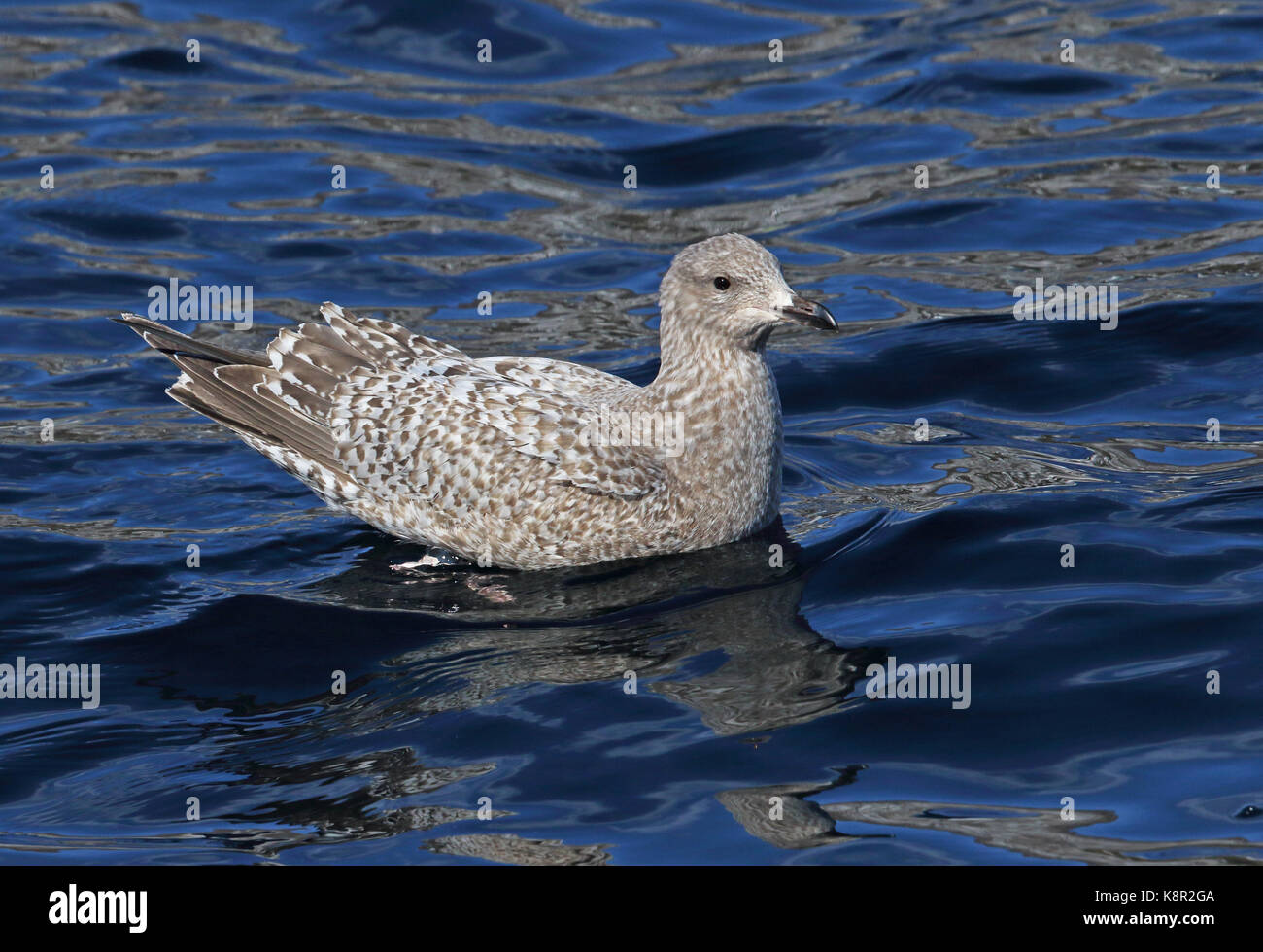 Thayer's Gull (Larus thayeri) first winter swimming in sea Choshi ...