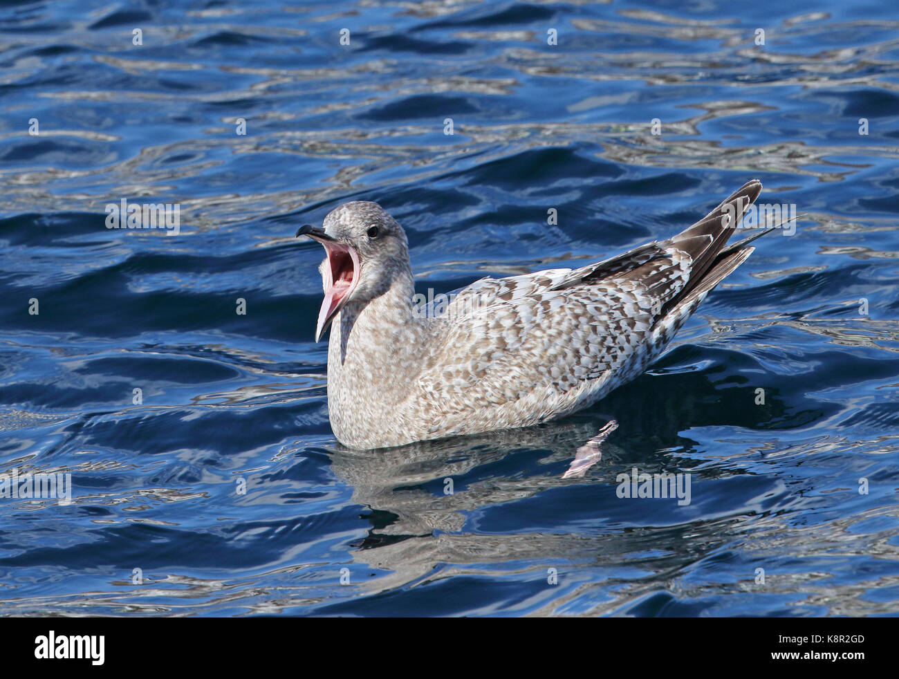 Thayer's Gull (Larus thayeri) first winter swimming in sea, yawning ...