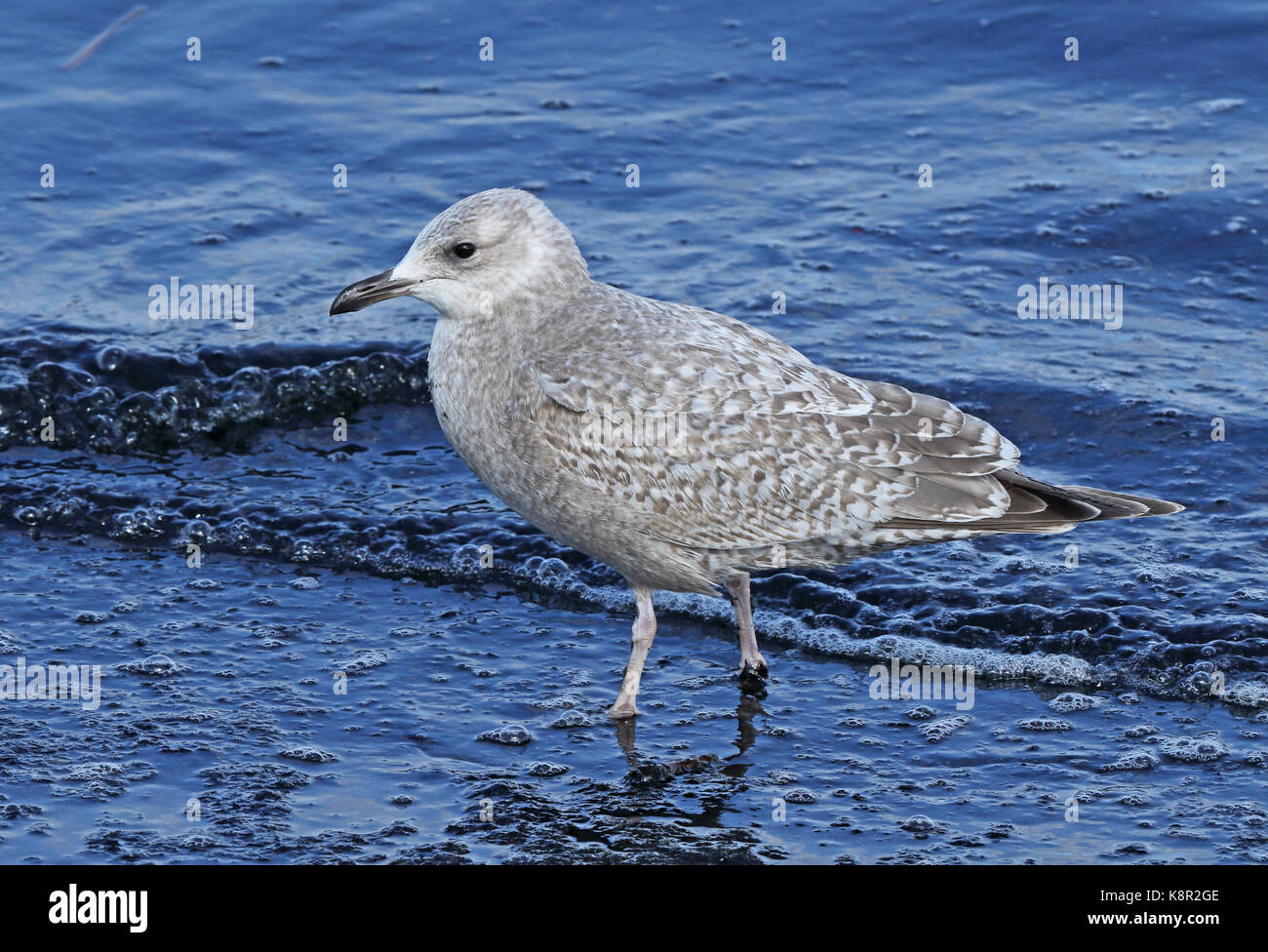 Thayer's Gull (Larus thayeri) first winter walking at waters edge ...