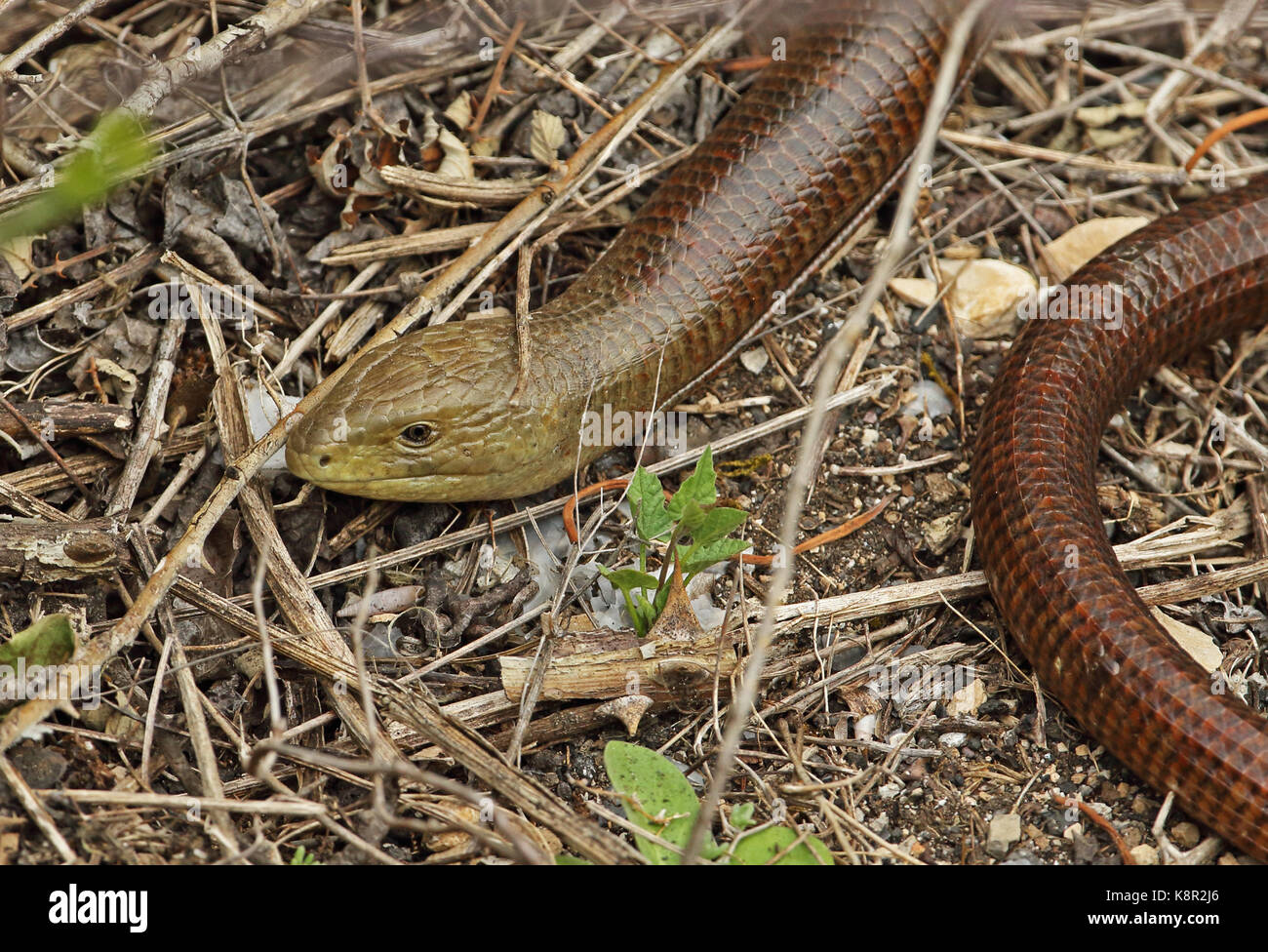 European Glass Lizard (Ophisaurus apodus) close up of adult Popovo ...