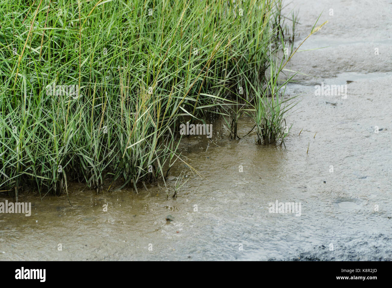 Reed gras hi-res stock photography and images - Alamy