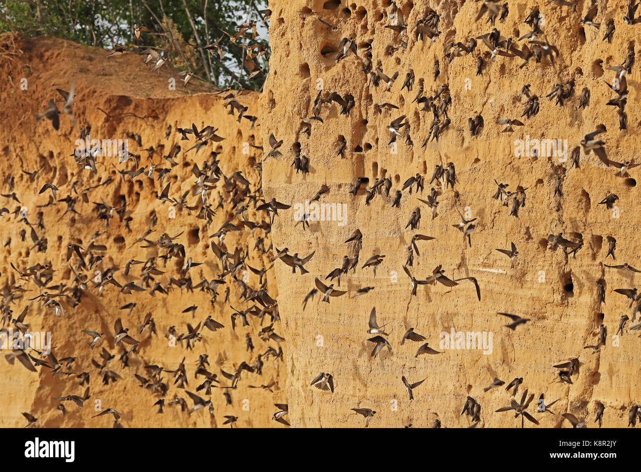 Sand Martin (Riparia riparia riparia) part of vast colony in active ...