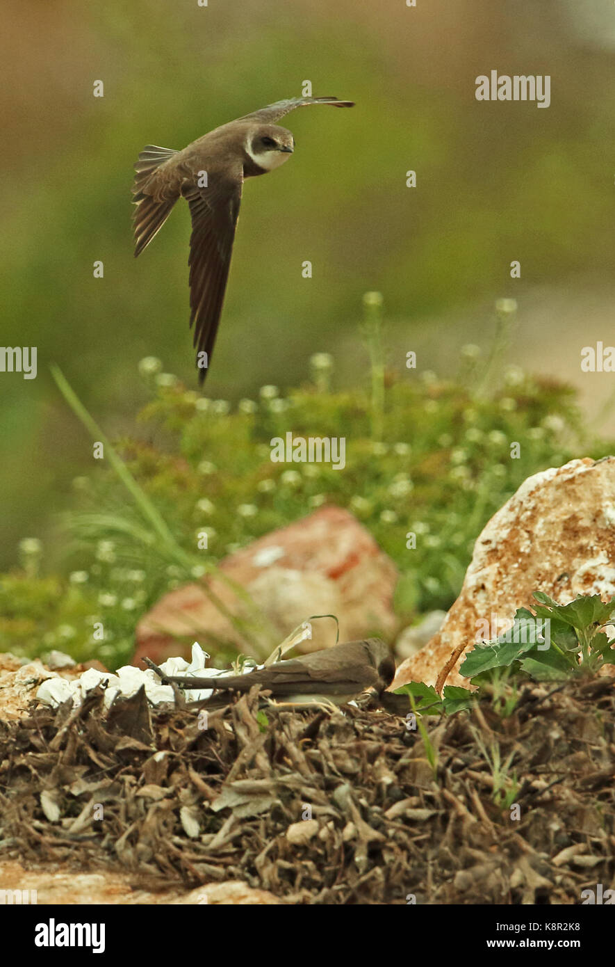 Sand Martin (Riparia riparia riparia) adults collecting nesting ...