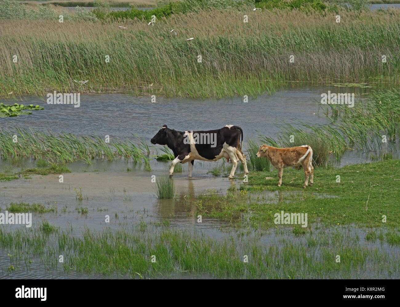 cow and calf crossing flooded pasture Hutovo Blato marshlands ...