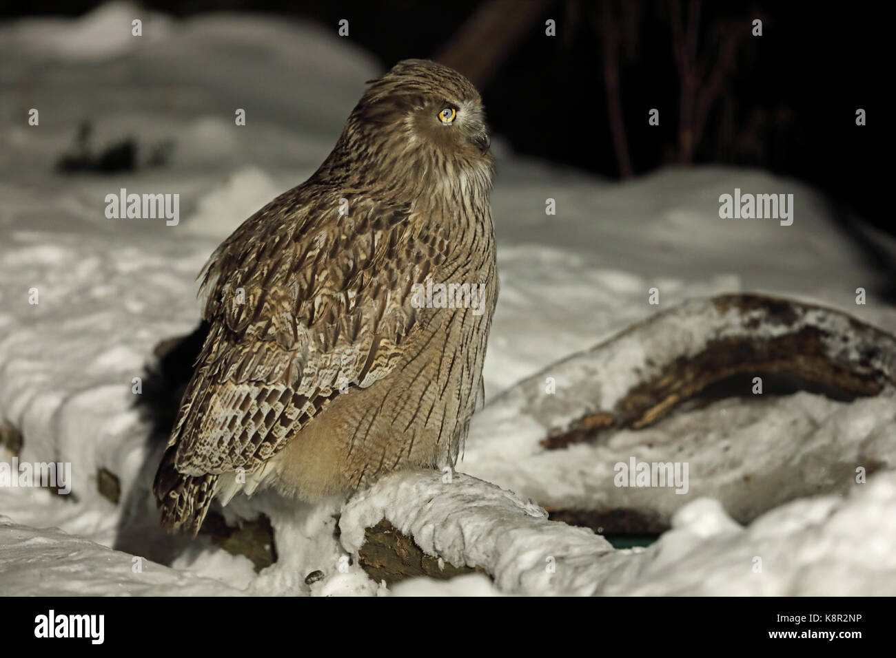 Bubo ketupa hi-res stock photography and images - Alamy