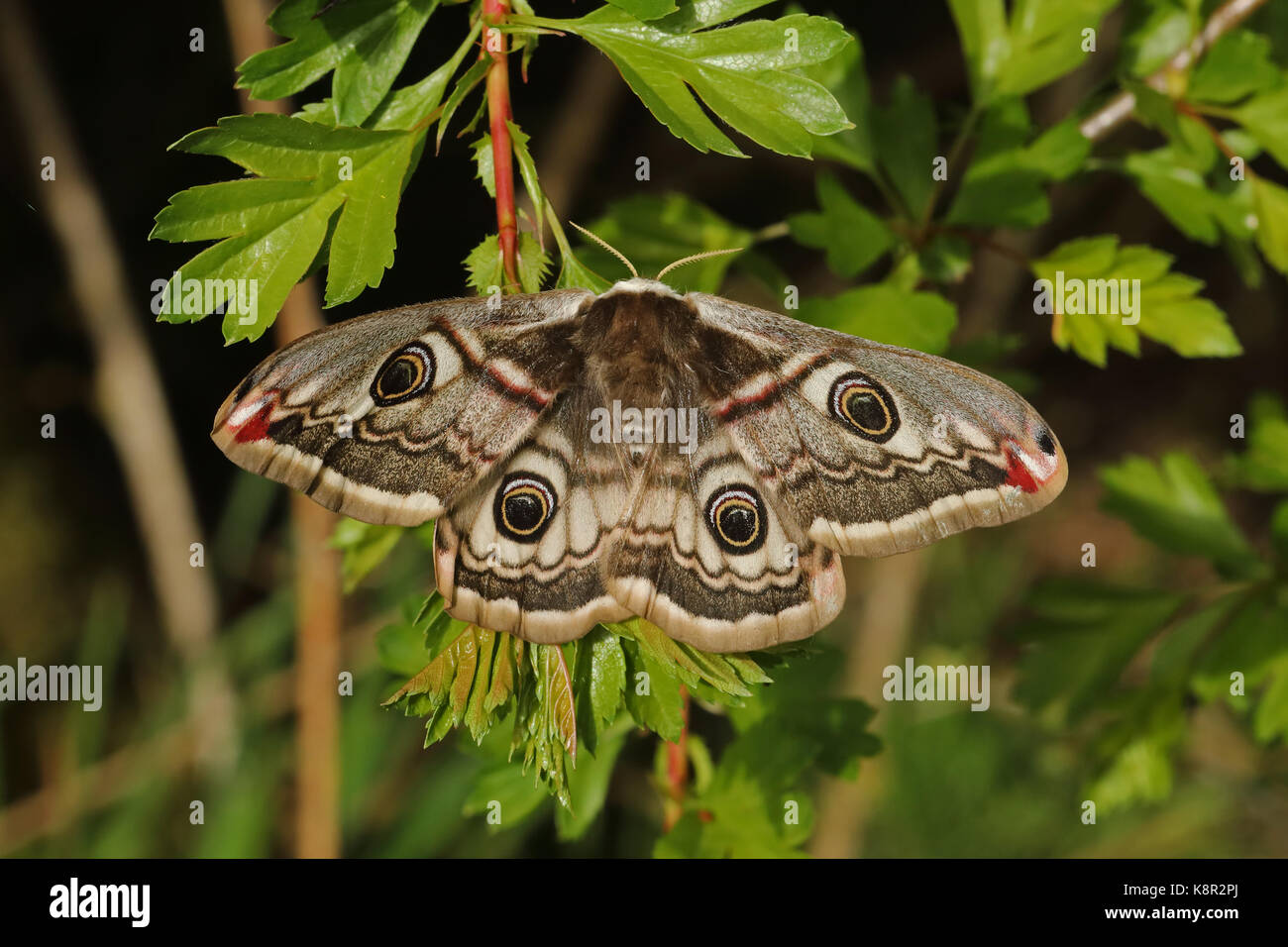 Emperor moth (Saturnia pavonia) adult female resting on leaf Eccles-on ...