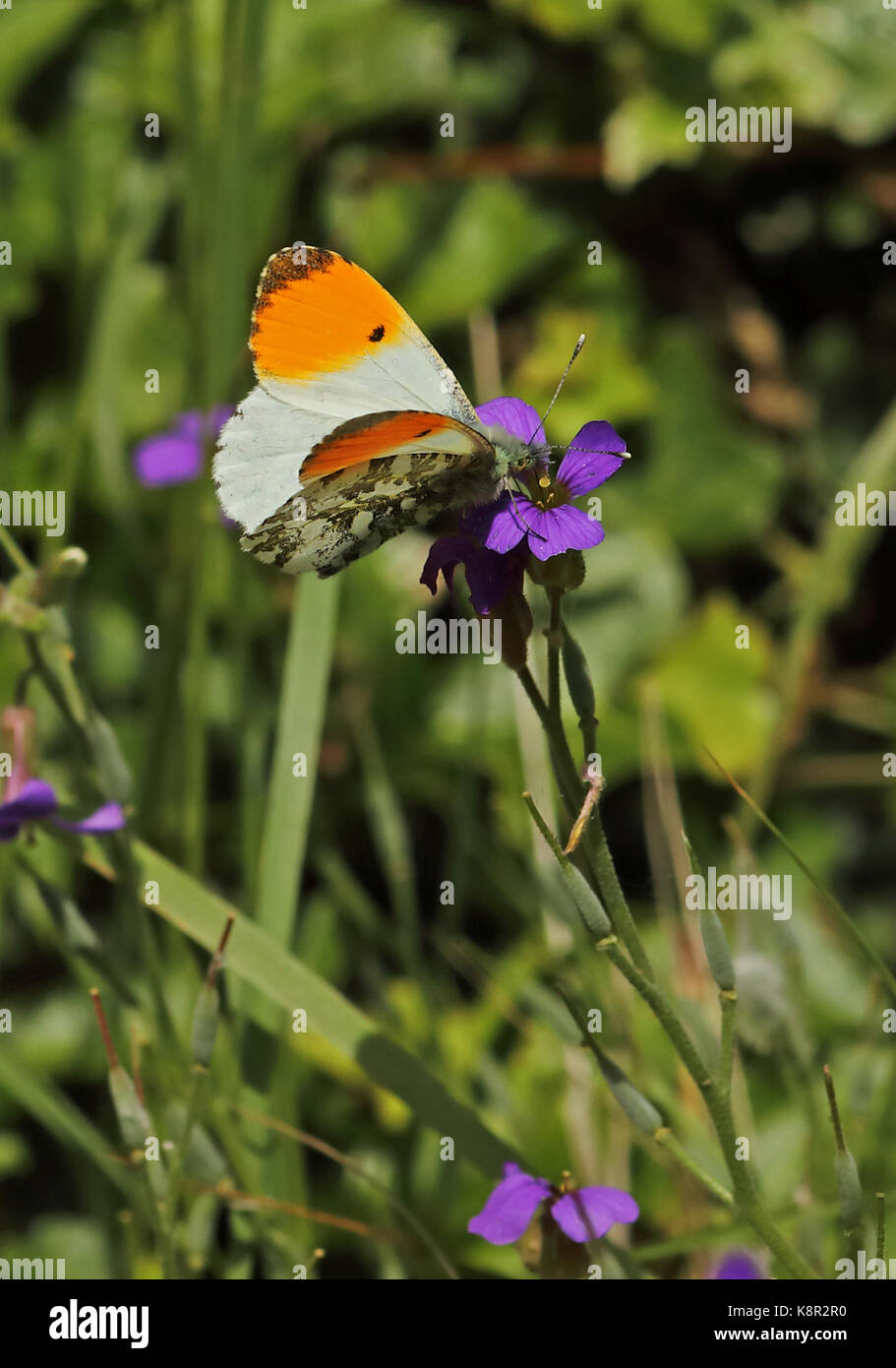Orange-tip (Anthocharis cardamines britannica) adult male feeding at ...